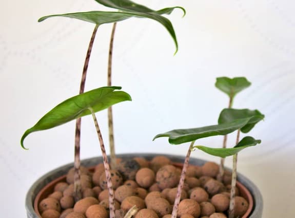 The pros and cons of using Leca to grow your plants - Plant care for ...