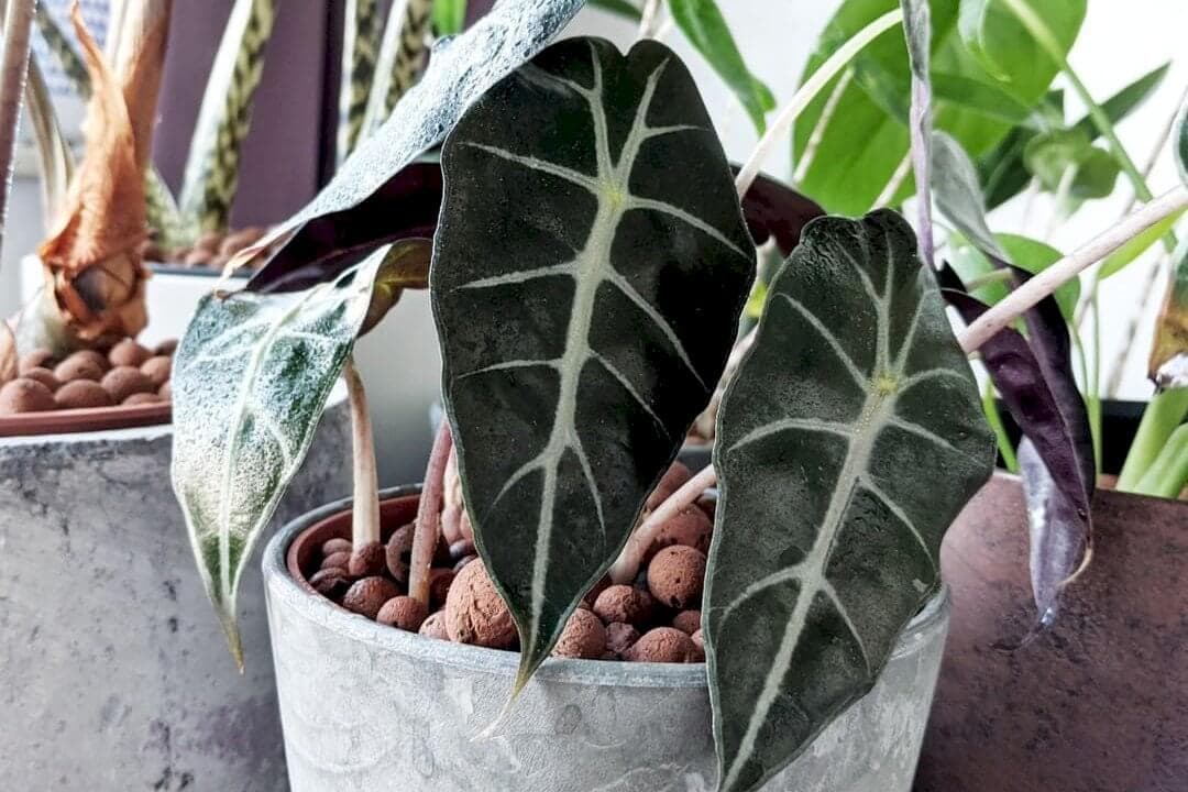 How to care for an Alocasia Polly - Plant care for Beginners