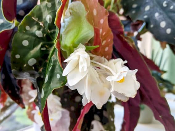How to care for a Begonia Maculata (Polka dot plant) - Plant care for ...