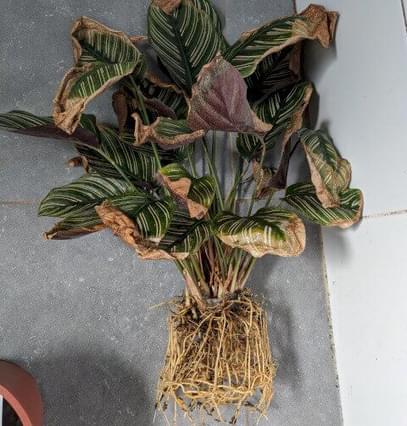 How to grow a Calathea in Leca - Plant care for Beginners