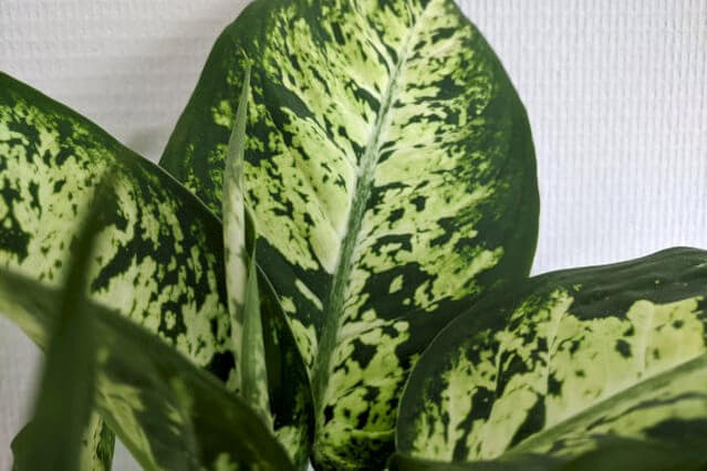 How to care for a Dieffenbachia - Plant care for Beginners