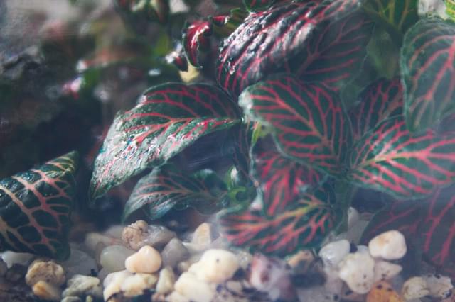 How to care for a fittonia (nerve plant) - Plant care for Beginners