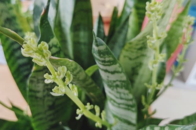 How to care for Sansevierias - Plant care for Beginners