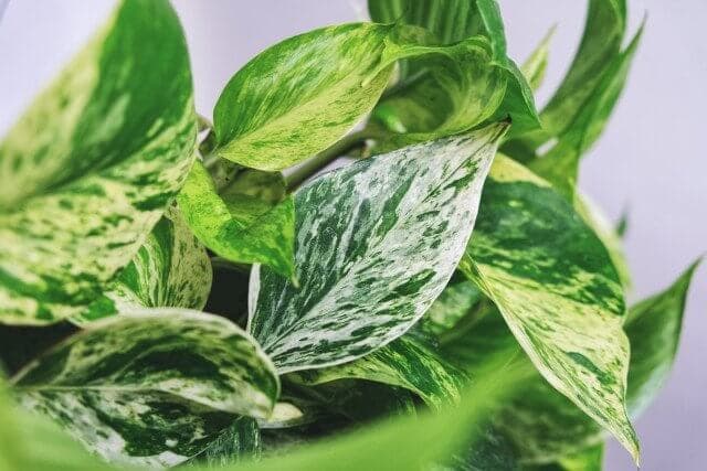 How to care for a Golden Pothos - Plant care for Beginners