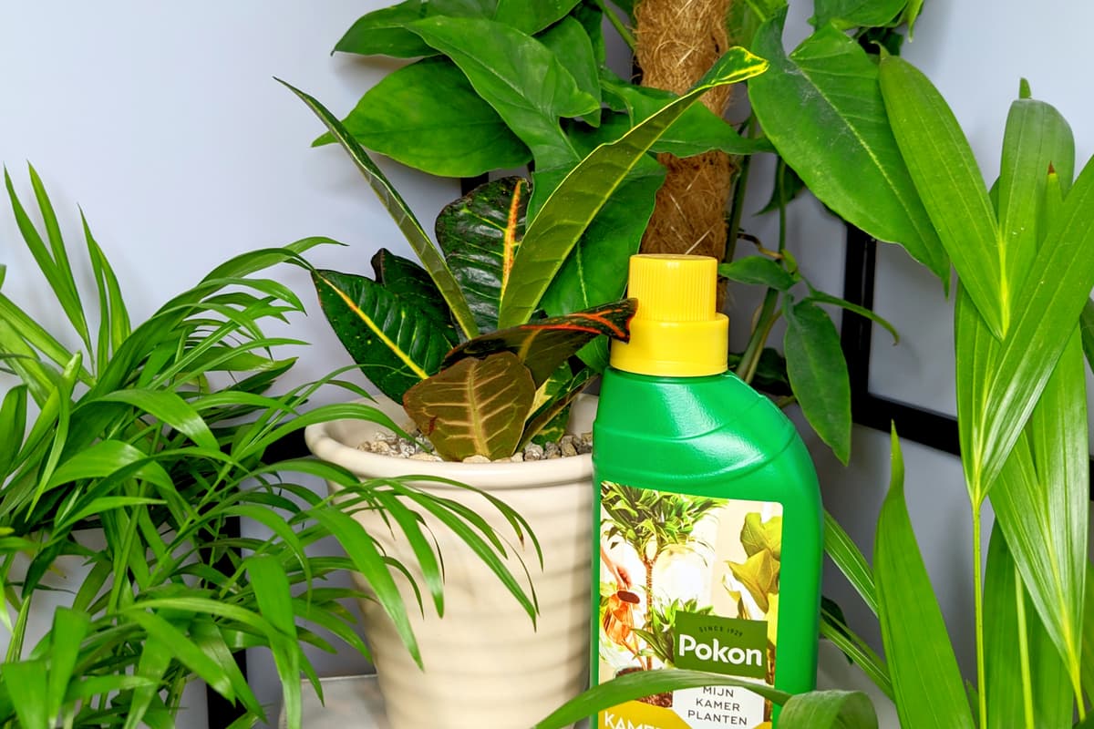 A beginner's guide to fertilizing your houseplants (2023)