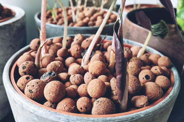 How to prepare Leca for first use (2023)