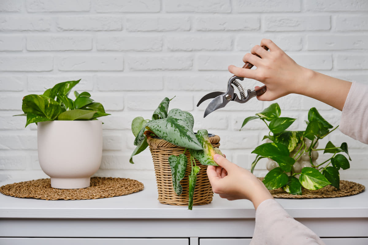 How do you prune your houseplants? (2023)