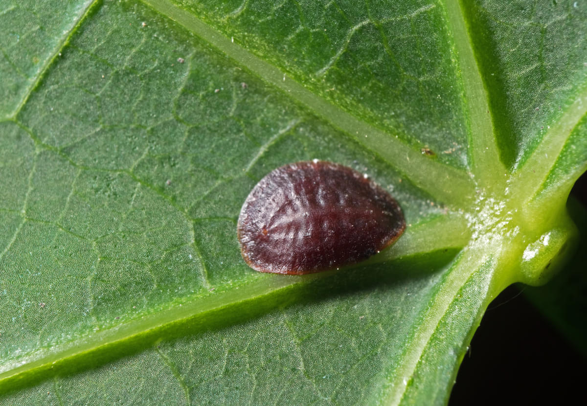 How to get rid of scale insects on houseplants (2023)