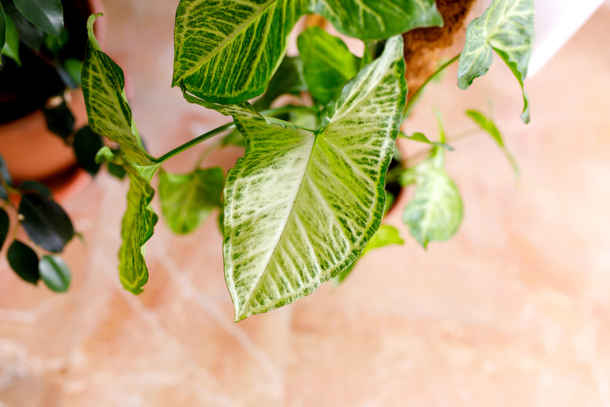 How to care for an Arrowhead Plant (Syngonium podophyllum) (2023)
