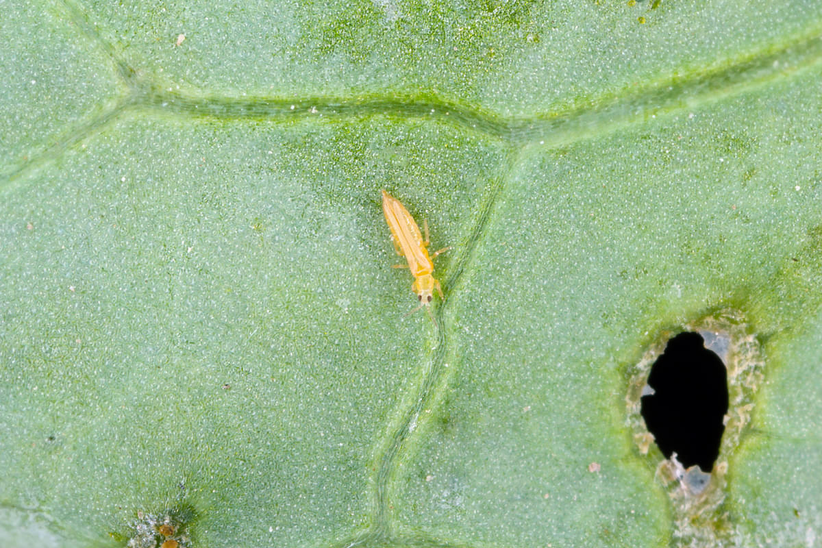 How to get rid of thrips on houseplants (2023)