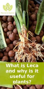 Wat is Leca en waarom is het nuttig voor planten? - Plant care for ...