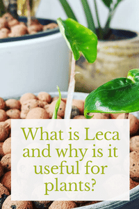 What is Leca and why is it useful for plants? - Plant care for Beginners