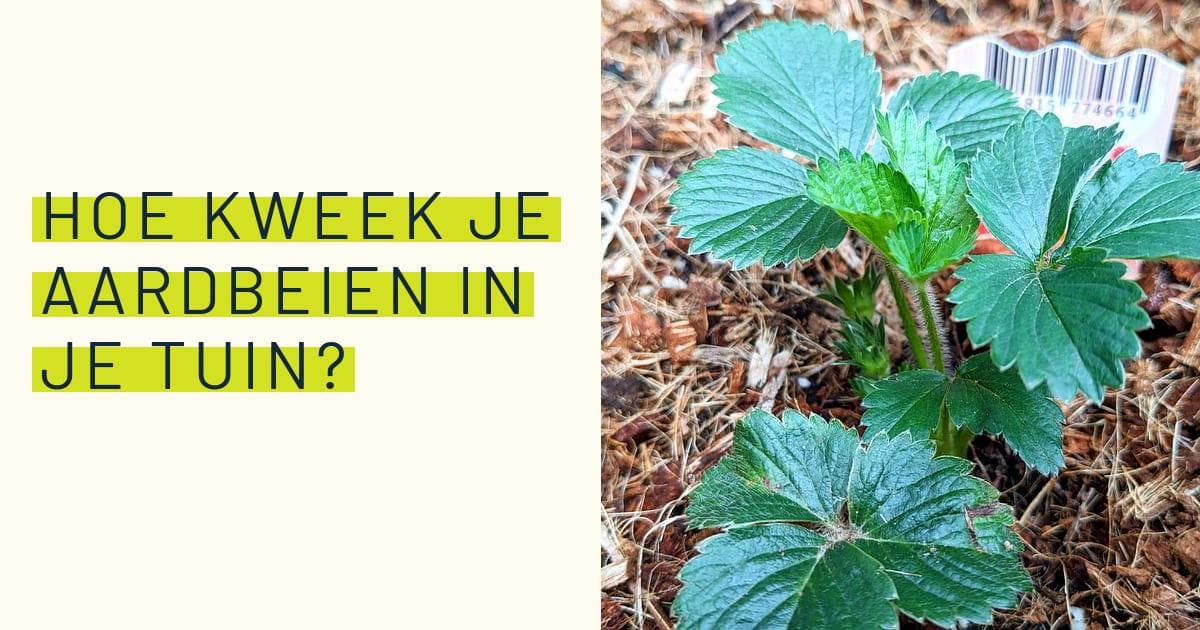 Hoe kweek je aardbeien in je tuin?