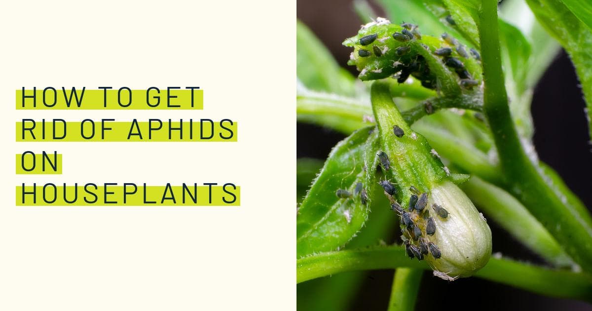 How to get rid of aphids on houseplants
