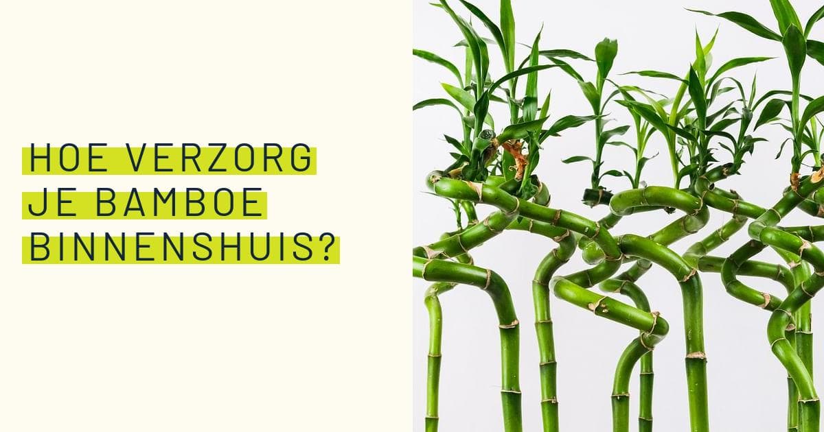 Hoe verzorg je bamboe binnenshuis?