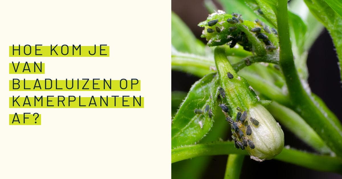 Hoe kom je van bladluizen op kamerplanten af?