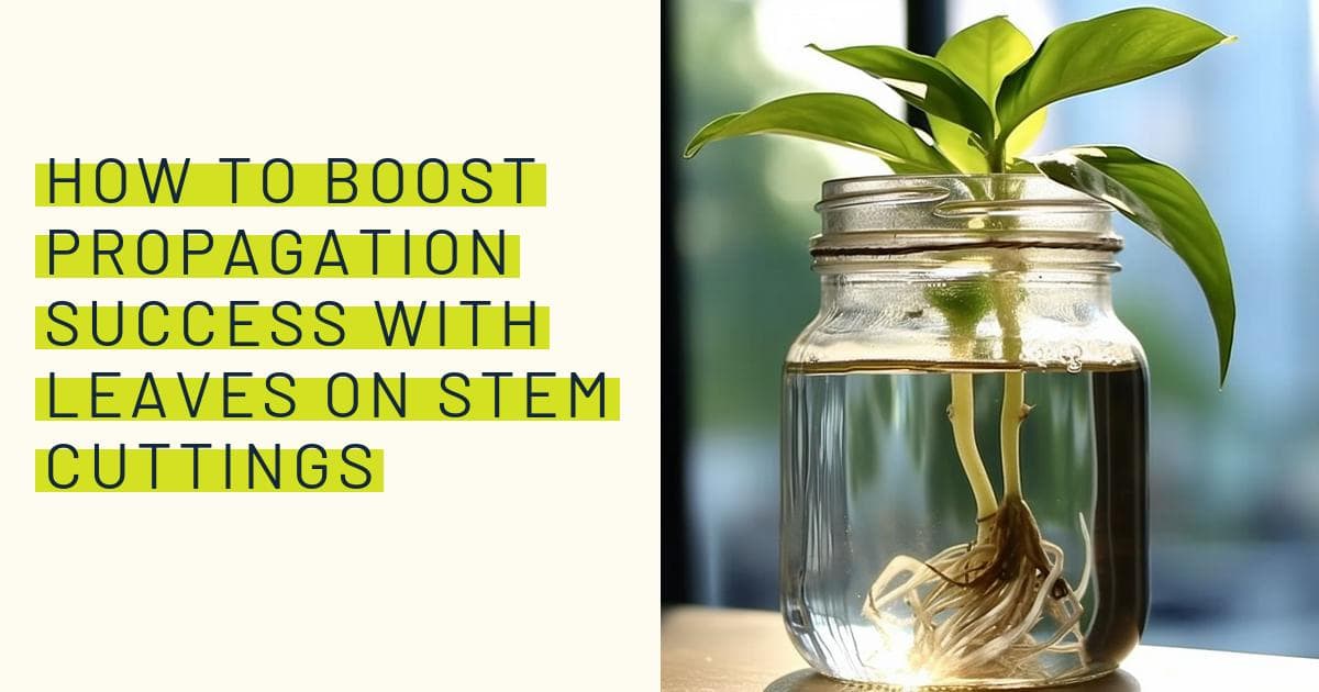 How to Boost Propagation Success with Leaves on Stem Cuttings