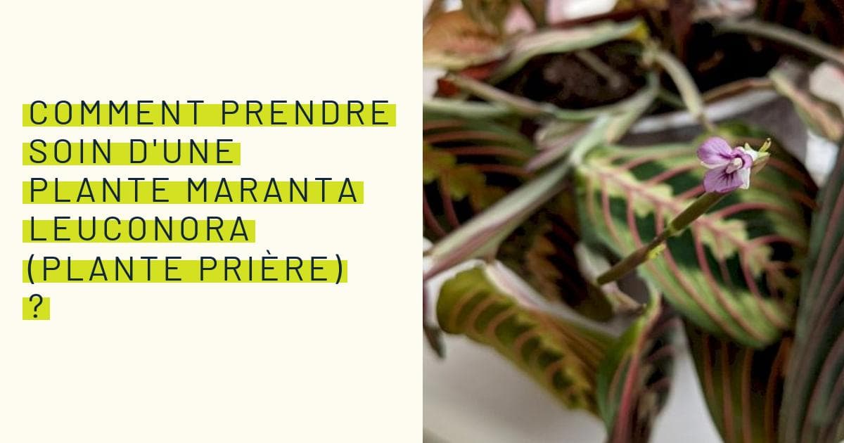Comment prendre soin d'une Plante Maranta Leuconora (Plante prière)
