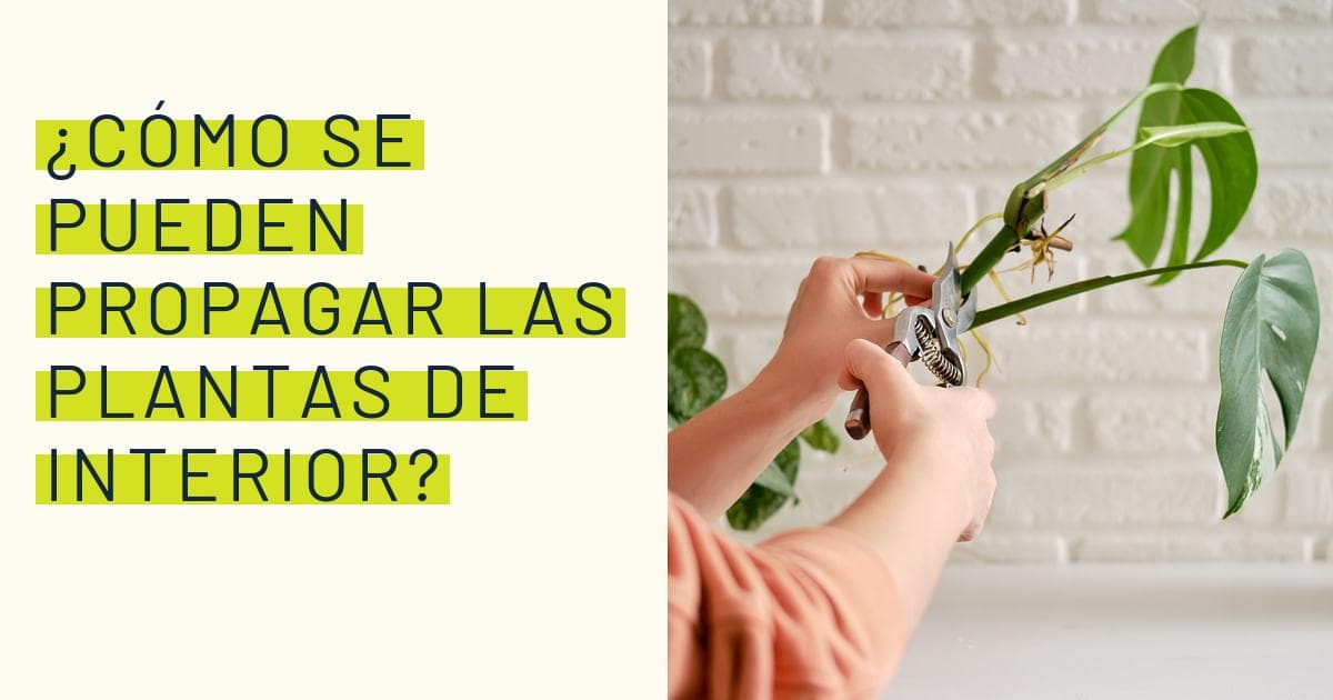 ¿Cómo se pueden propagar las plantas de interior?
