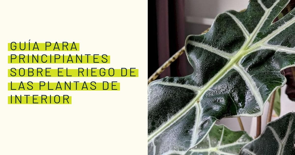 Guía para principiantes sobre el riego de las plantas de interior