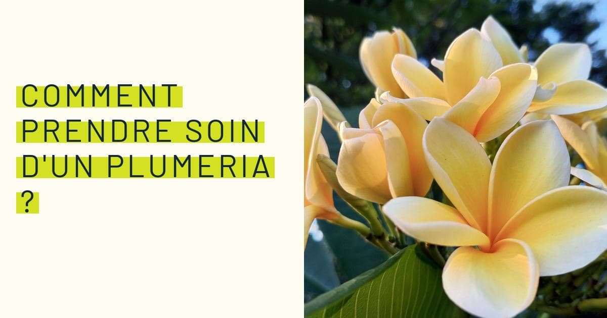 Comment prendre soin d'un Plumeria
