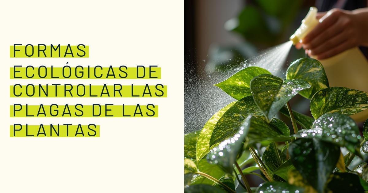 Formas ecológicas de controlar las plagas de las plantas