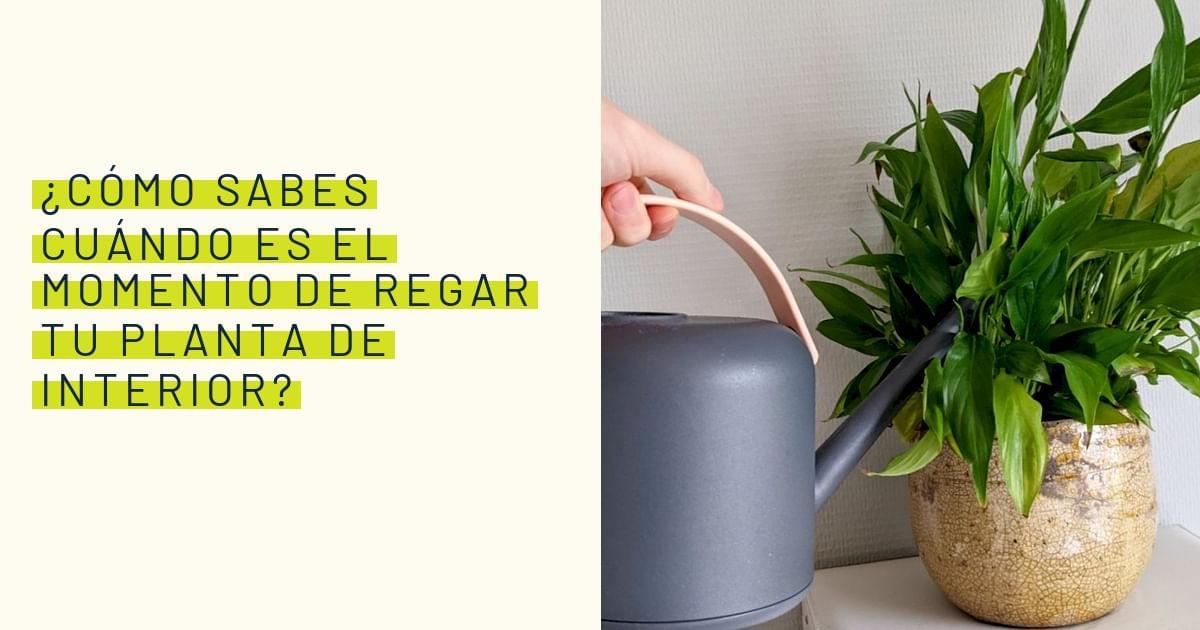 ¿Cómo sabes cuándo es el momento de regar tu planta de interior?