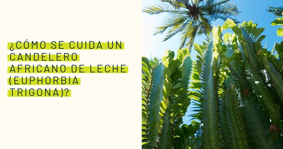 ¿Cómo se cuida un Candelero Africano de leche (Euphorbia Trigona)?