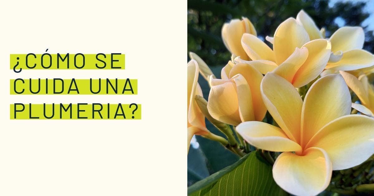 ¿Cómo se cuida una Plumeria?