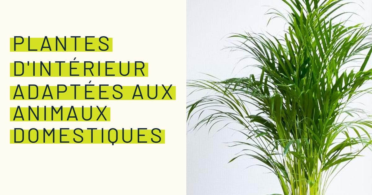 Plantes Et Animaux Domestiques