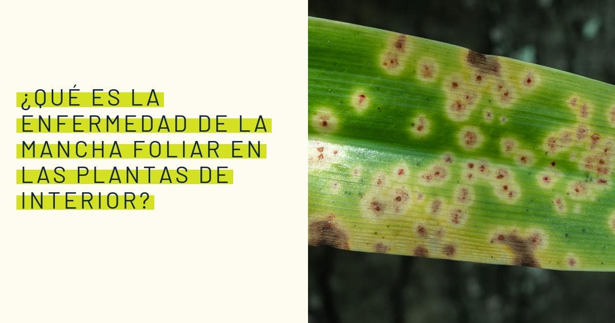 ¿Qué es la enfermedad de la mancha foliar en las plantas de interior?