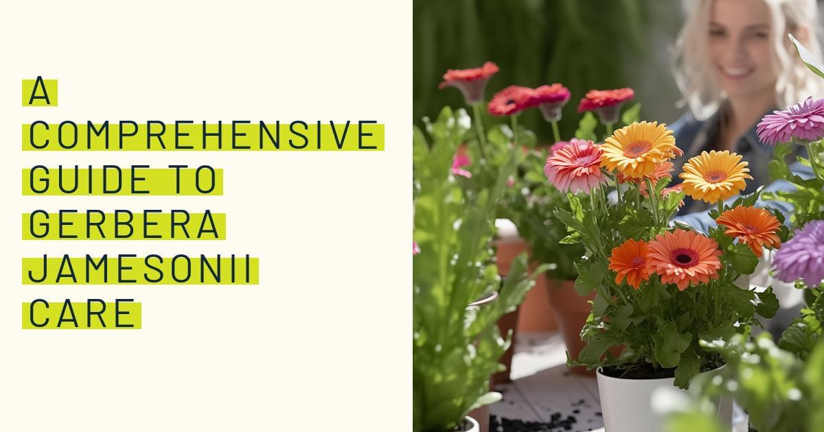 A Comprehensive Guide to Gerbera Jamesonii Care