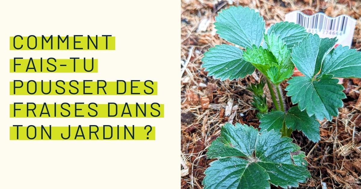 Comment fais-tu pousser des fraises dans ton jardin