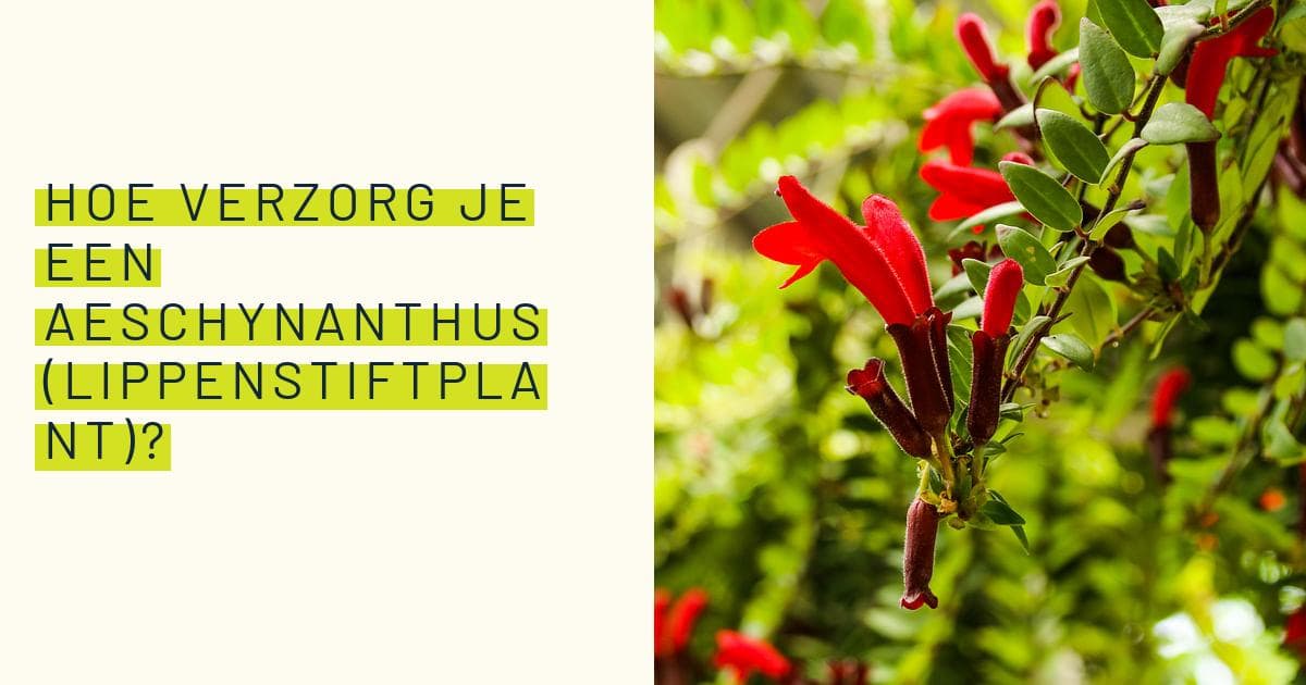 Hoe verzorg je een Aeschynanthus (Lippenstiftplant)?