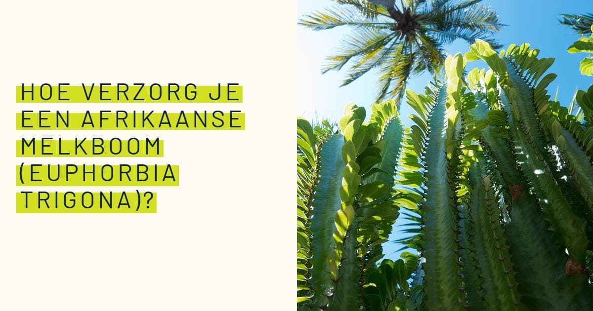 Hoe verzorg je een Afrikaanse Melkboom (Euphorbia Trigona)?