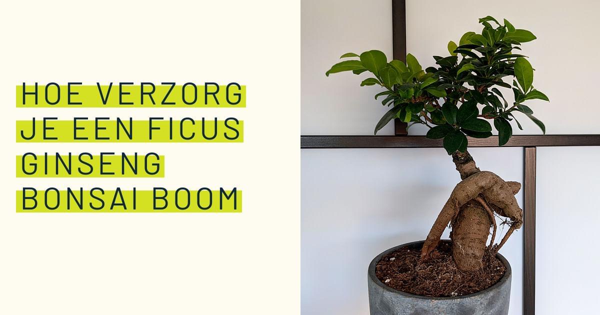 Hoe verzorg je een Ficus Ginseng Bonsai Boom