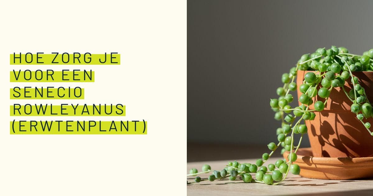 Hoe zorg je voor een Senecio Rowleyanus (Erwtenplant)