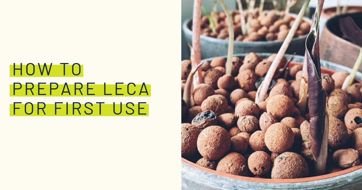 How to prepare Leca for first use