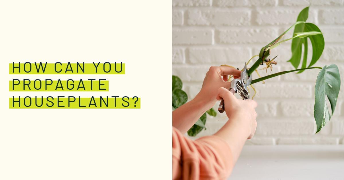 How can you propagate houseplants?