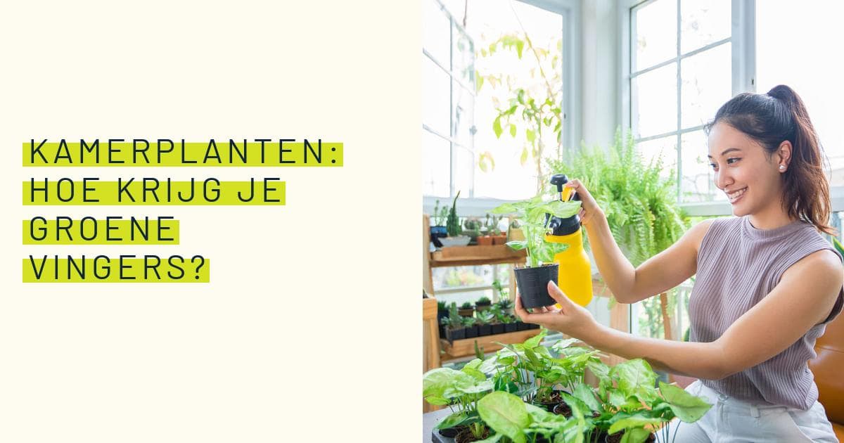 Kamerplanten: Hoe krijg je groene vingers?