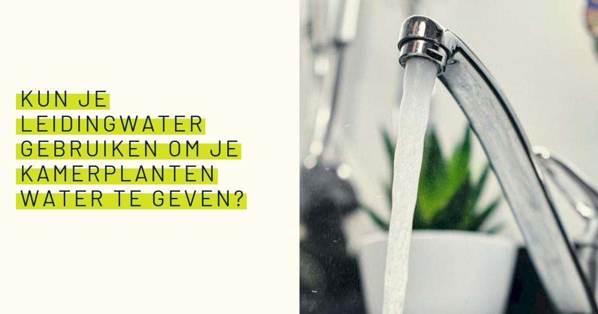 Kun je leidingwater gebruiken om je kamerplanten water te geven?