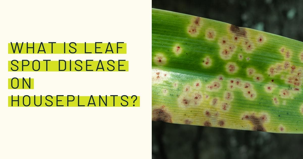 What is leaf spot disease on houseplants?