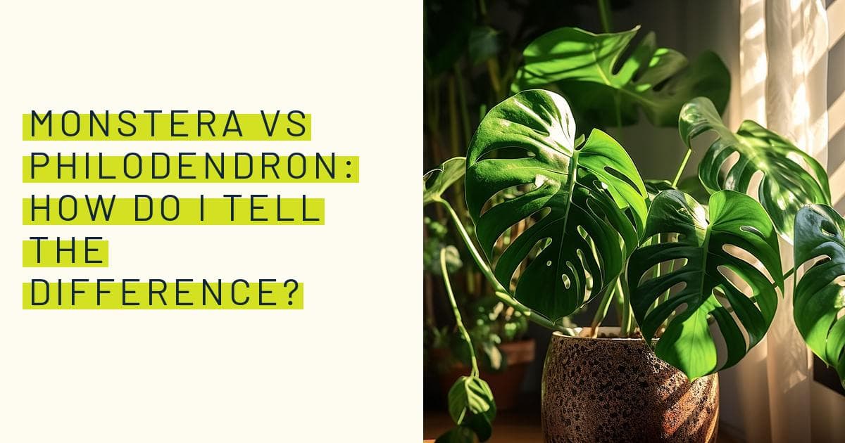 Monstera vs Philodendron: How do I tell the difference?