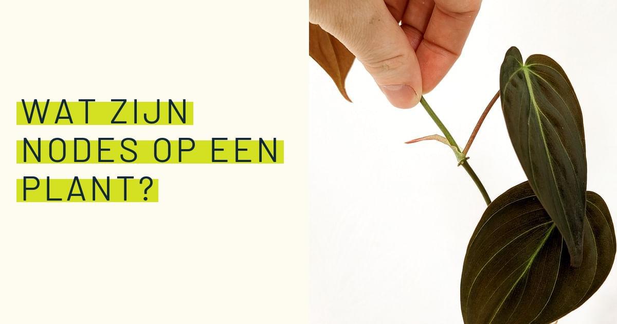 Wat zijn nodes op een plant?