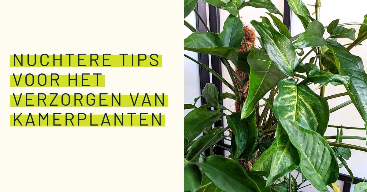 Nuchtere tips voor het verzorgen van kamerplanten