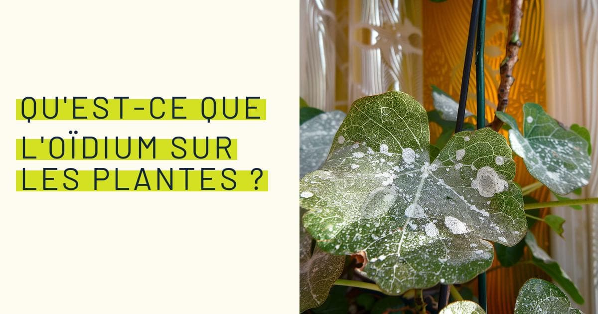 Qu'est-ce que l'oïdium sur les plantes