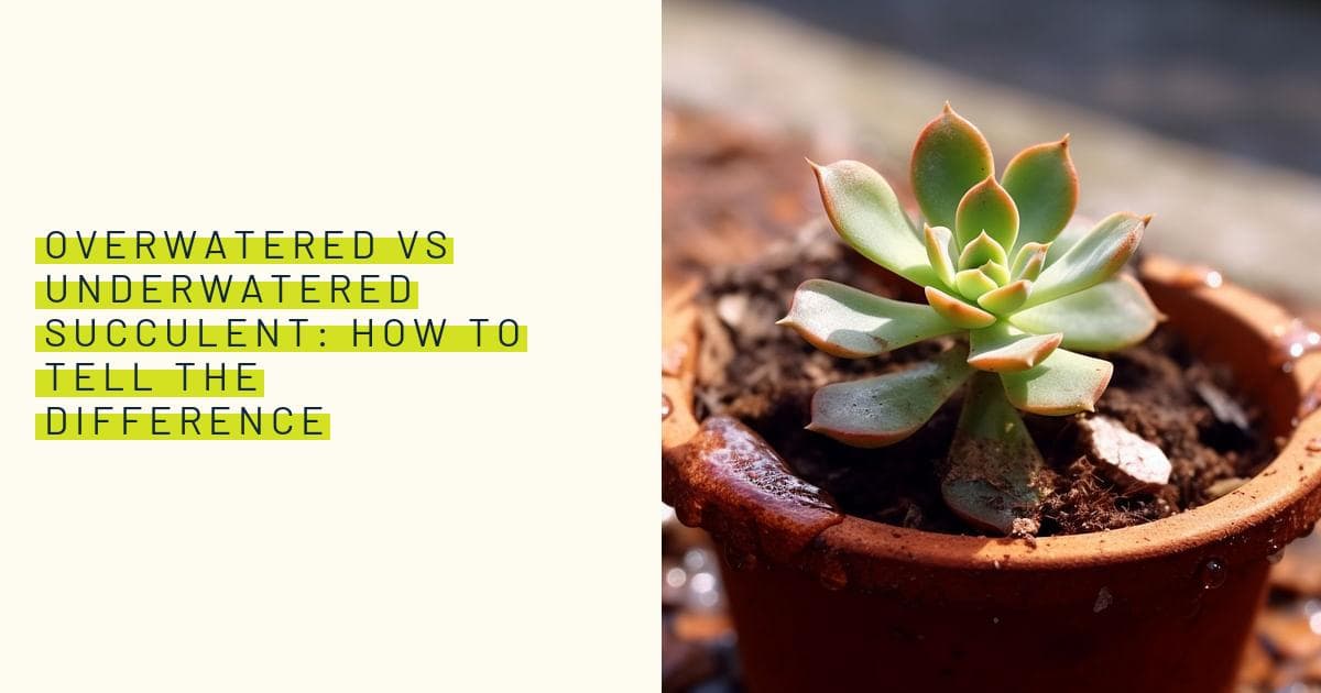 Overwatered vs Underwatered Succulent: How to tell the difference