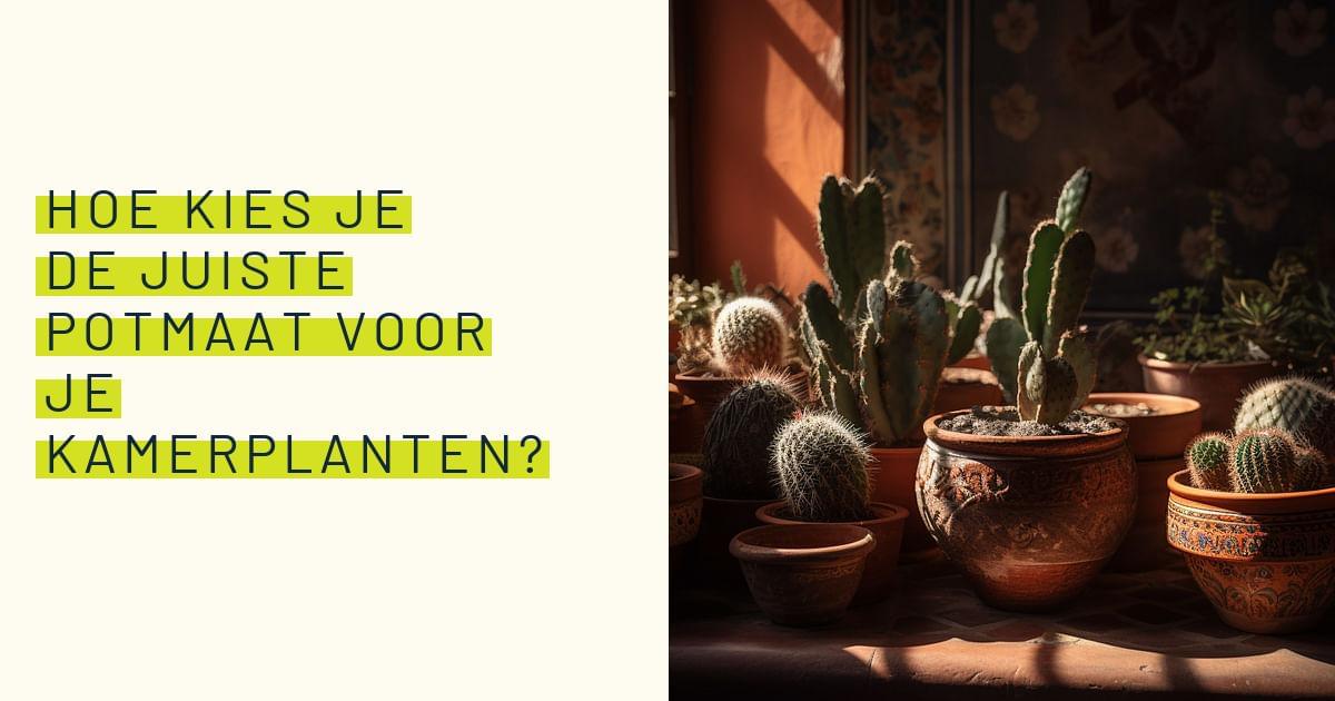 Hoe kies je de juiste potmaat voor je kamerplanten?