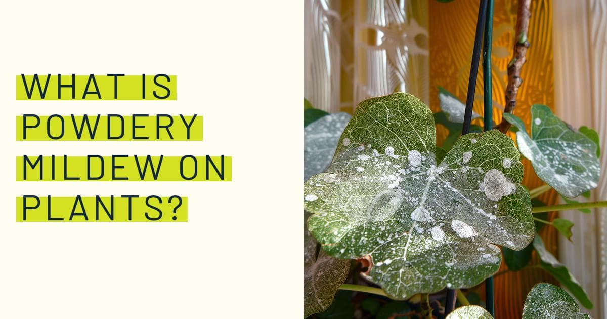 What is powdery mildew on plants?