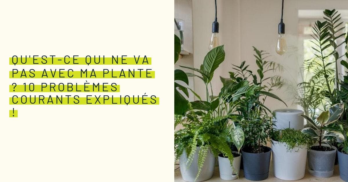 Qu'est-ce qui ne va pas avec ma plante ? 10 problèmes courants expliqués